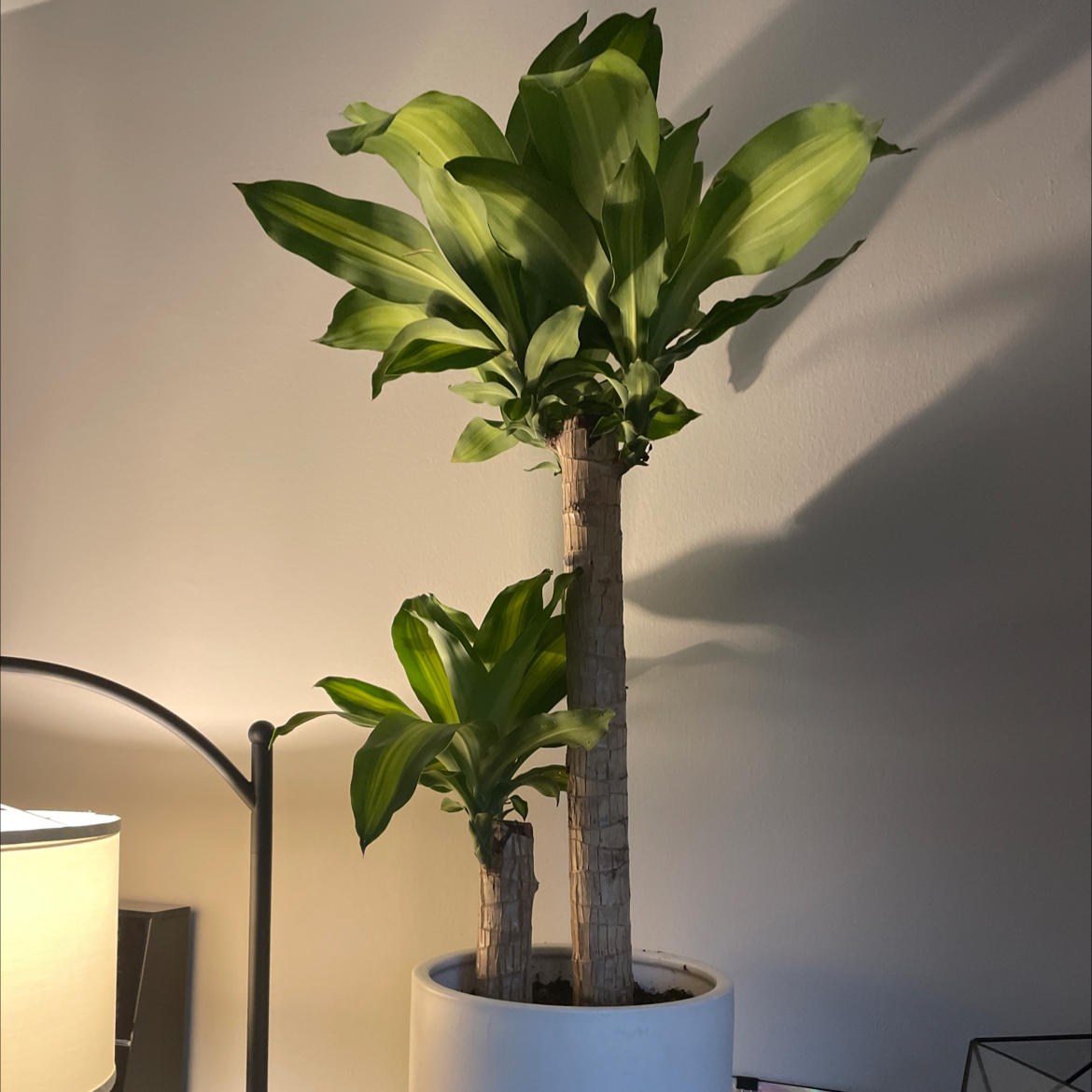 🌽 Symbolism and Benefits of the Dracaena Massangeana