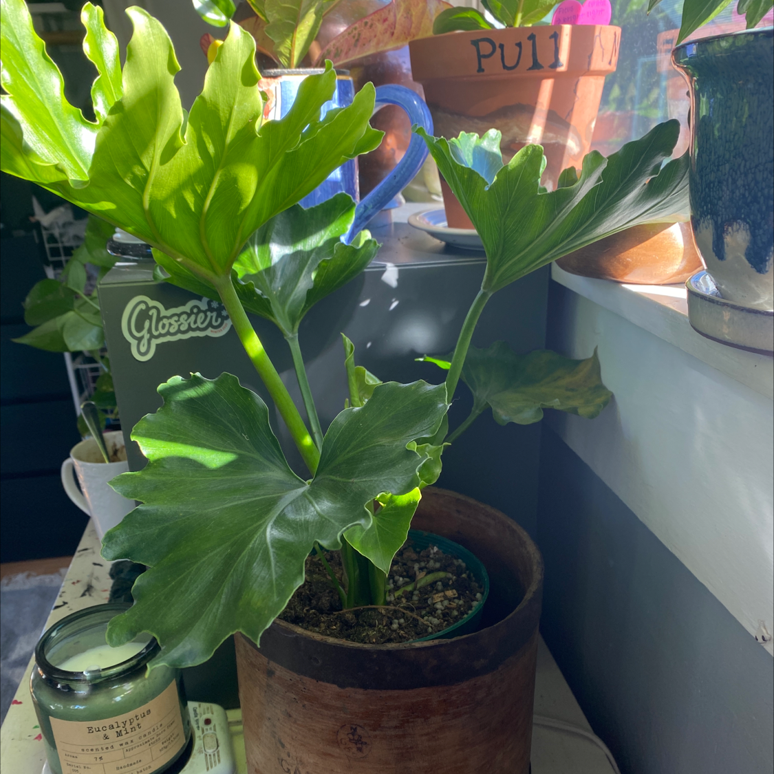 Split Leaf Philodendron - Fertilizing 101