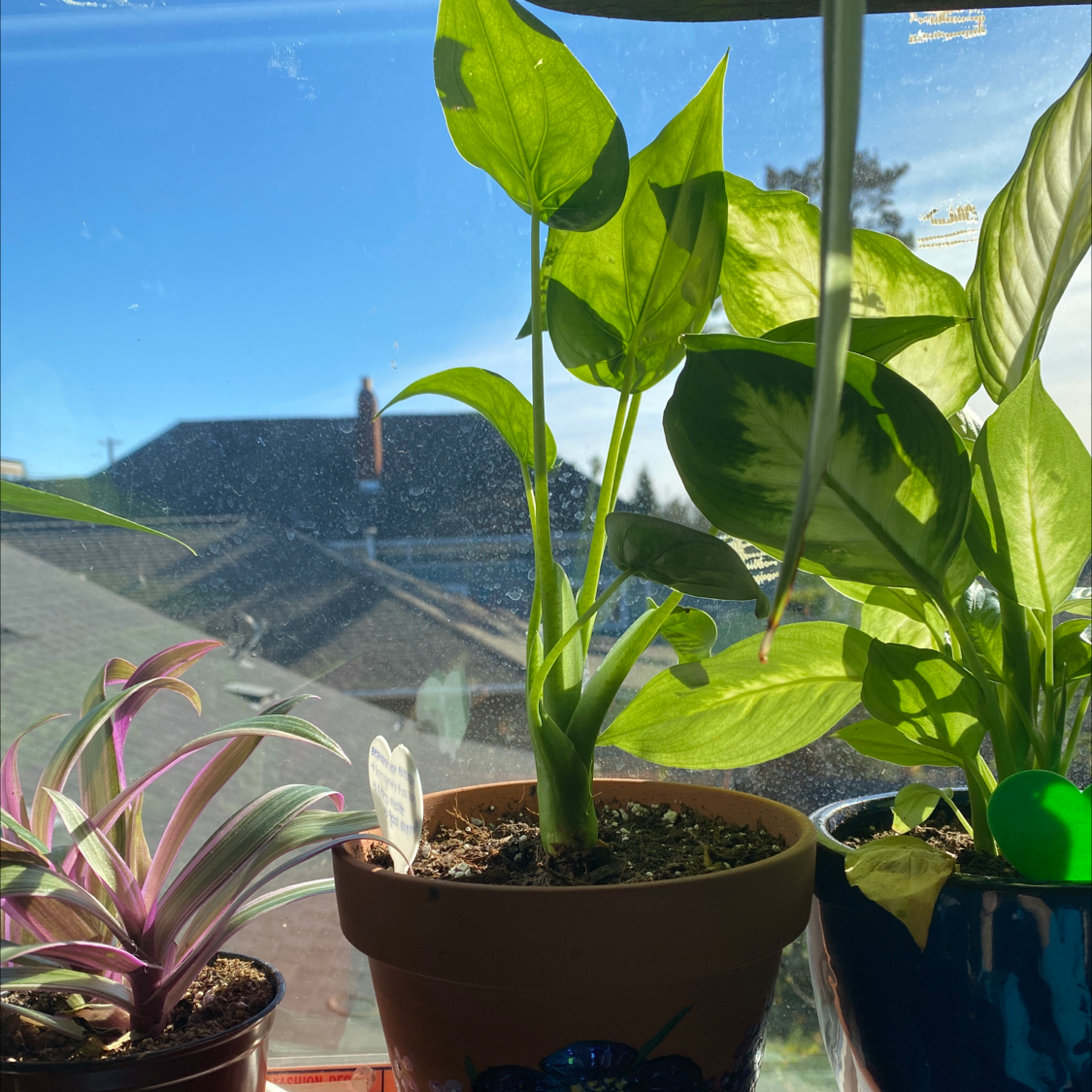 10 Benefits of Having a Chinese Taro