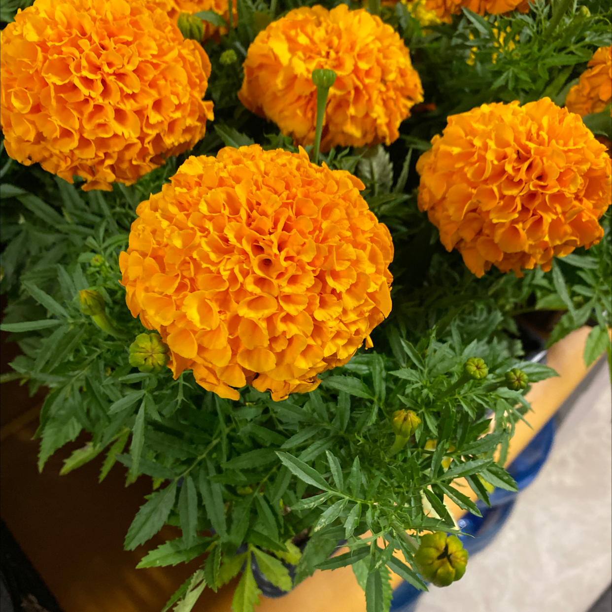How Much Humidity Does My African Marigold Need?