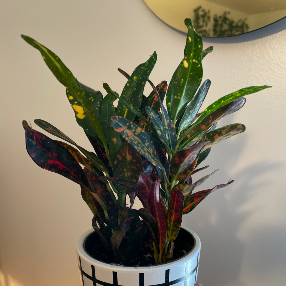 Why Are My Croton Tamara Leaves Curling?