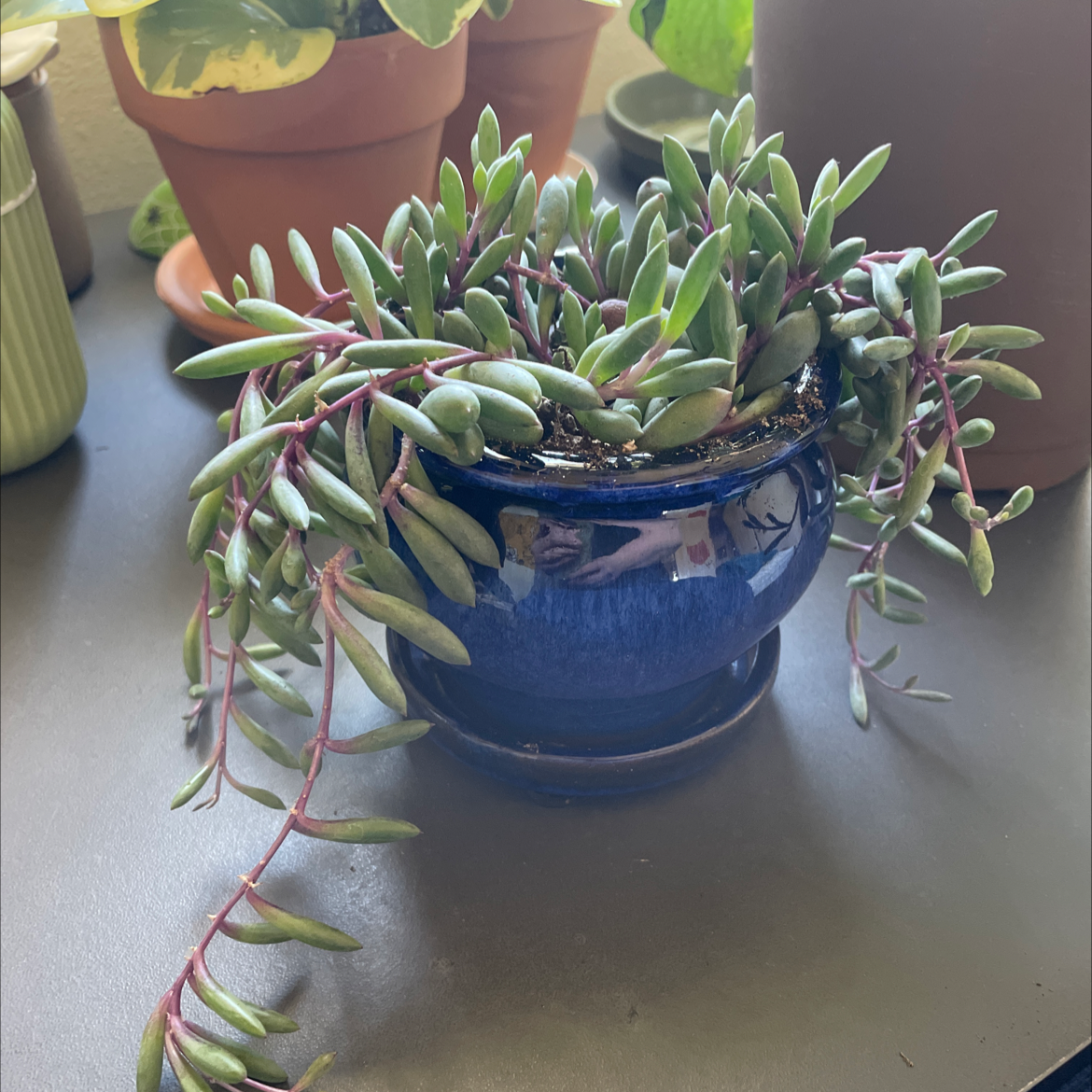 🧅 Why Are the Leaves on My String of Pickles Turning Yellow?