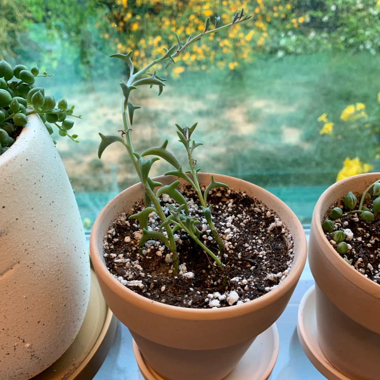 Propagating My Candle Plant: Step-by-Step Guide
