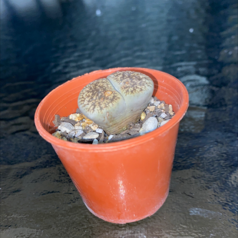 Why Are There Brown Spots on My Lithops optica 'Rubra'?