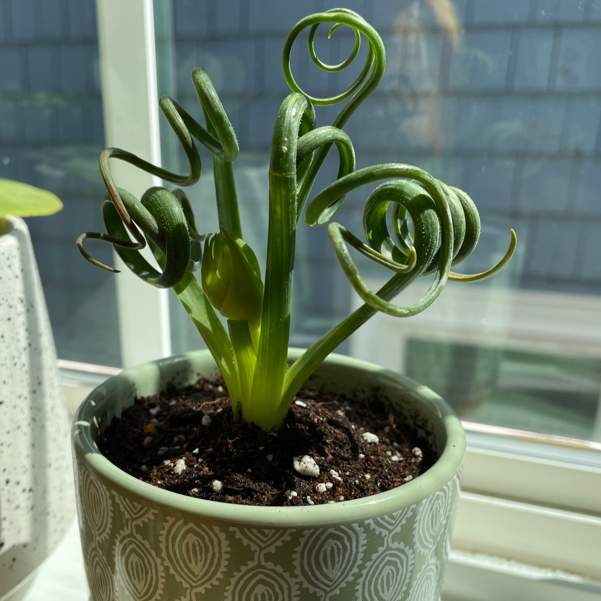 Propagating Your Frizzle Sizzle: Step-by-Step Guide