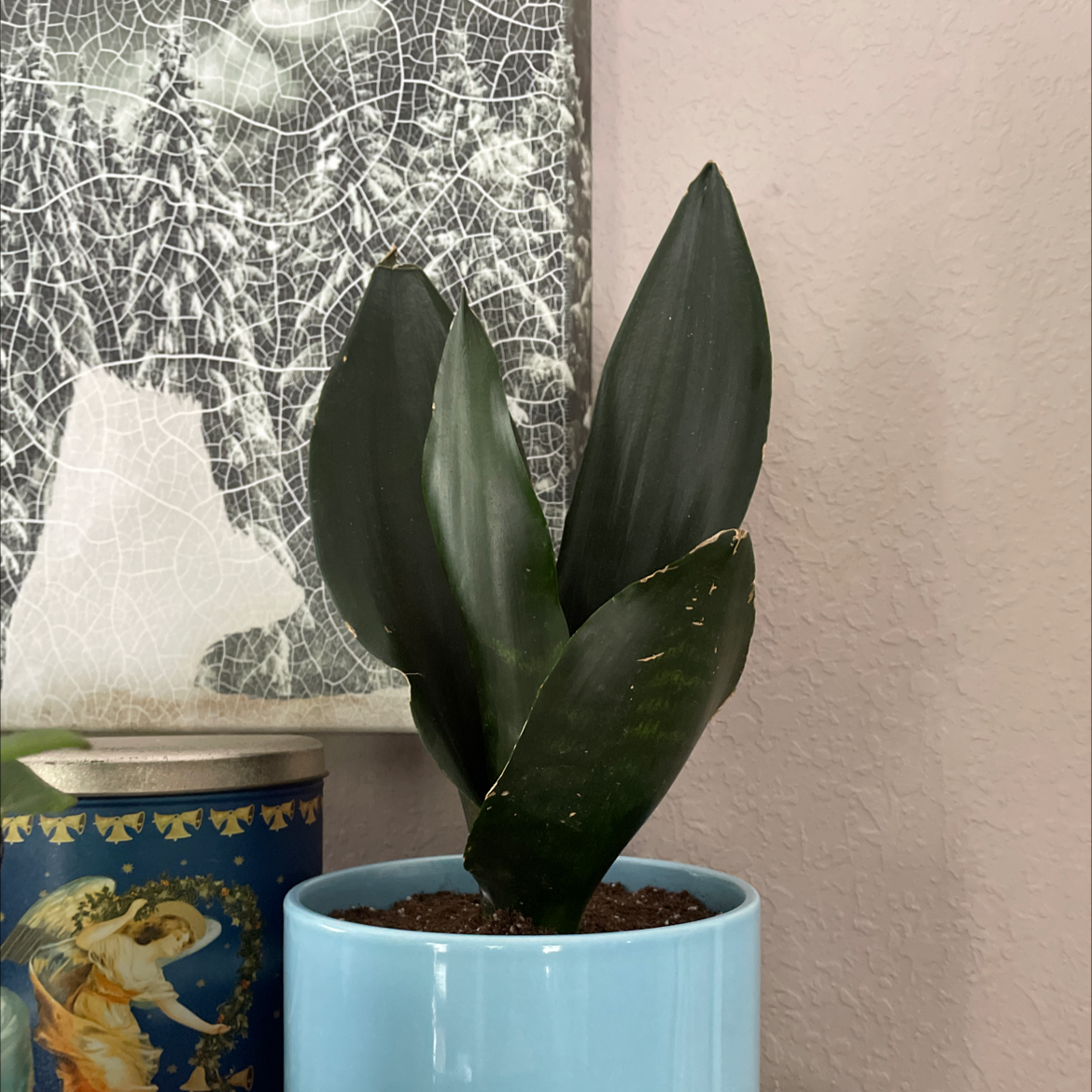 Why Are My Black Dragon Snake Plant Leaves Curling?