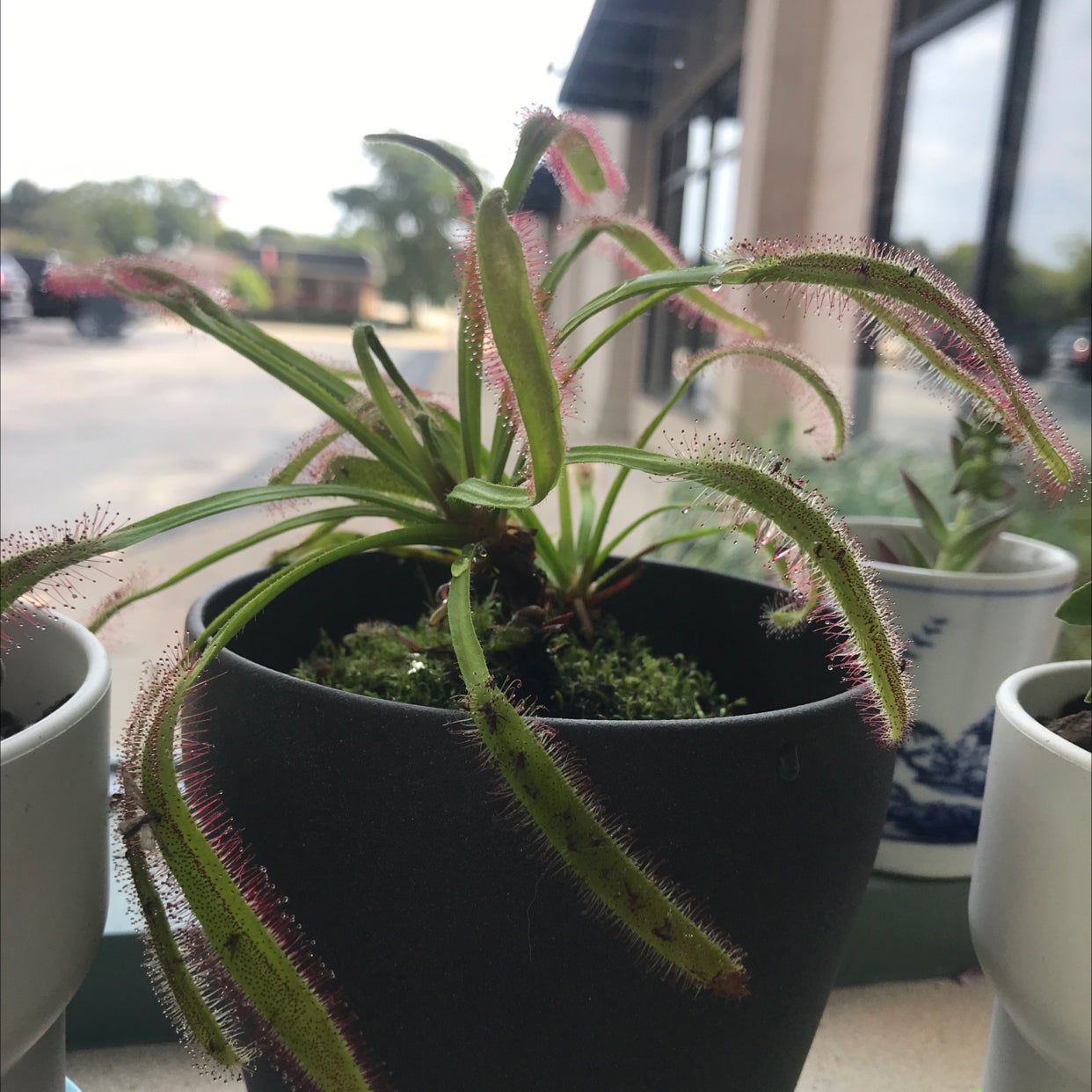What Is A Good Temperature Range For My Cape Sundew?