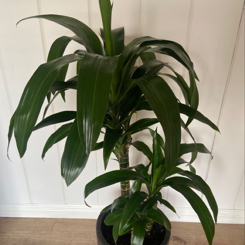 🐉 How To Know When To Repot A Dragon Tree?