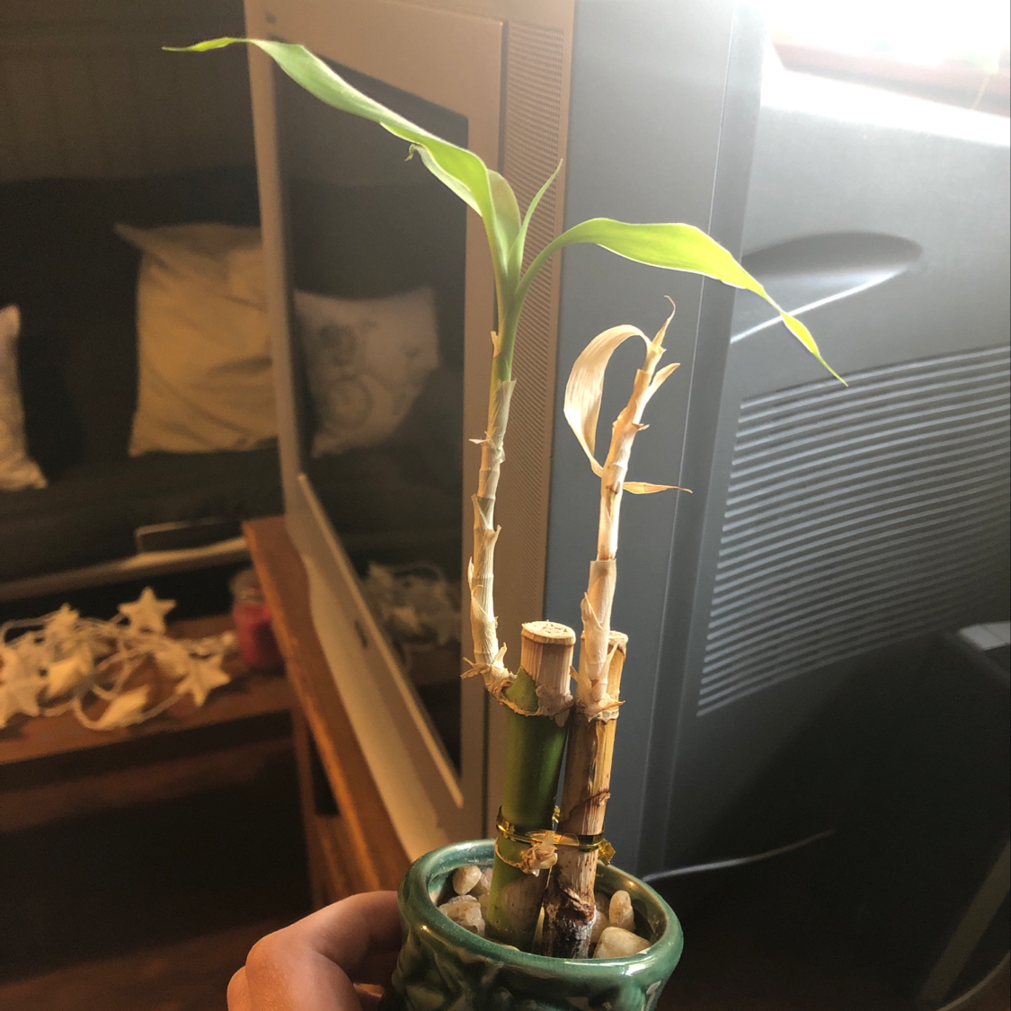 🎍 Lucky Bamboo Root Rot Solutions