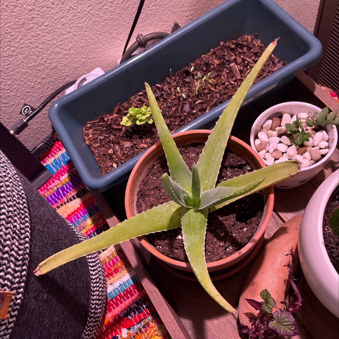 Propagating Your Aloe Vera: 👶 Step-by-step Guide
