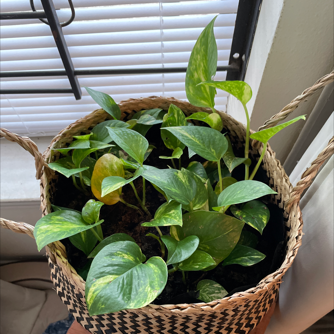 🦎 My Lizard Queen Pothos's Light Requirements