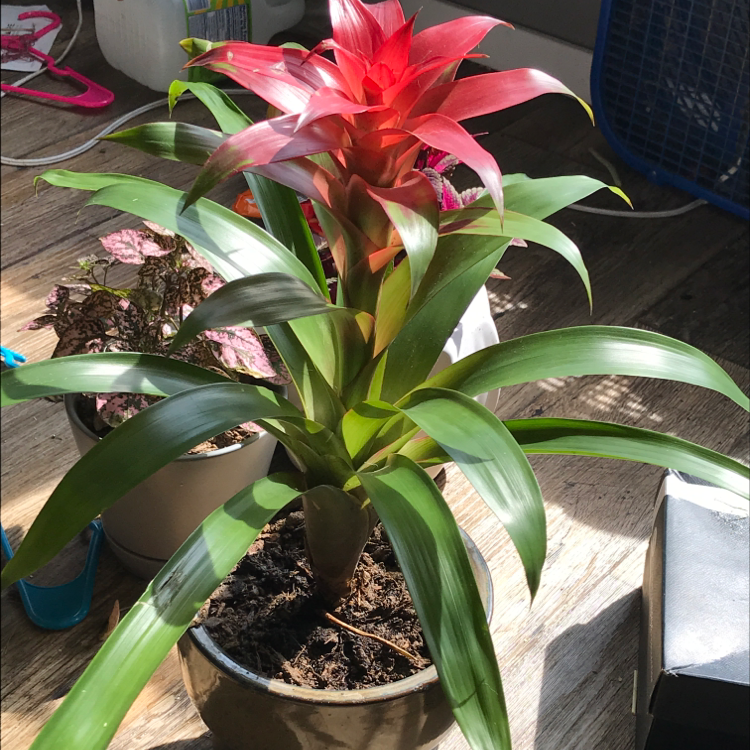 Personalized Scarlet Star Care: Water, Light, Nutrients | Greg App