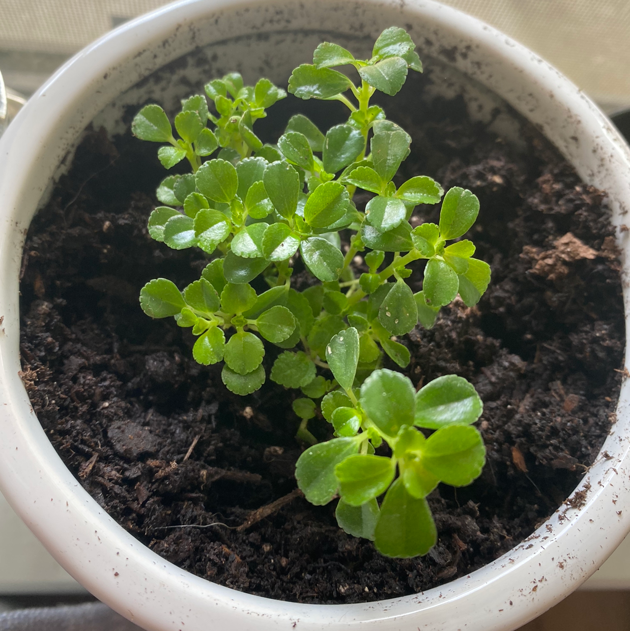 👶 How to Propagate Your Baby's Tears