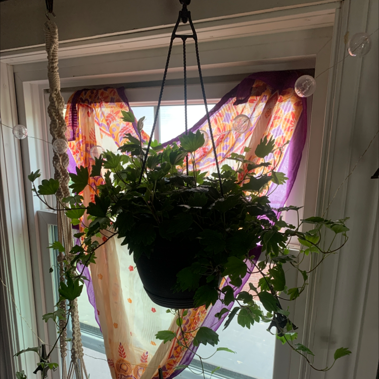 What Do I Do About grape ivy root rot?