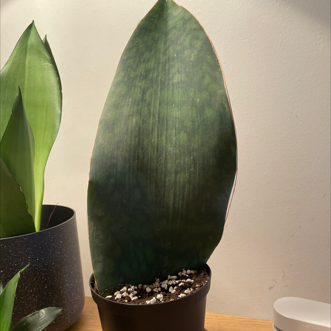 🐋 Propagating My Whale Fin Snake Plant: Step-by-Step Guide