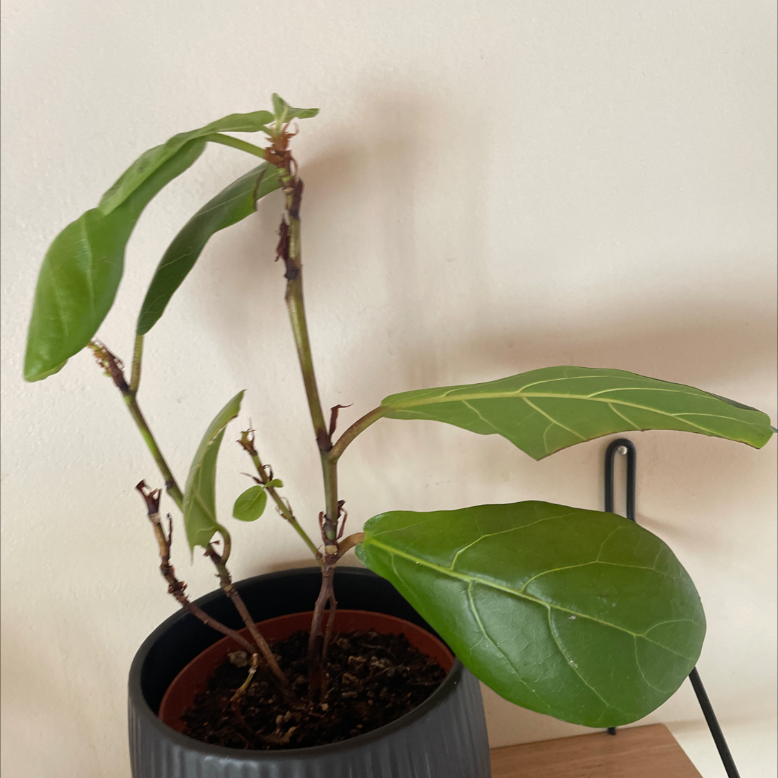 How Do I Propagate My Dwarf Fiddle Leaf Fig?