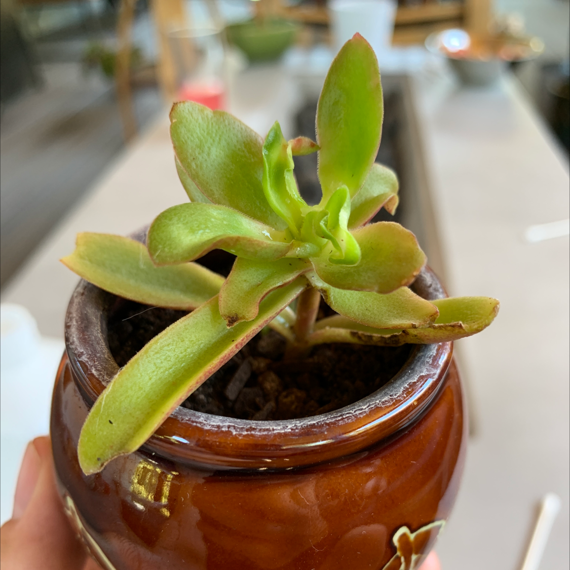 Campfire Crassula Root Rot Solutions