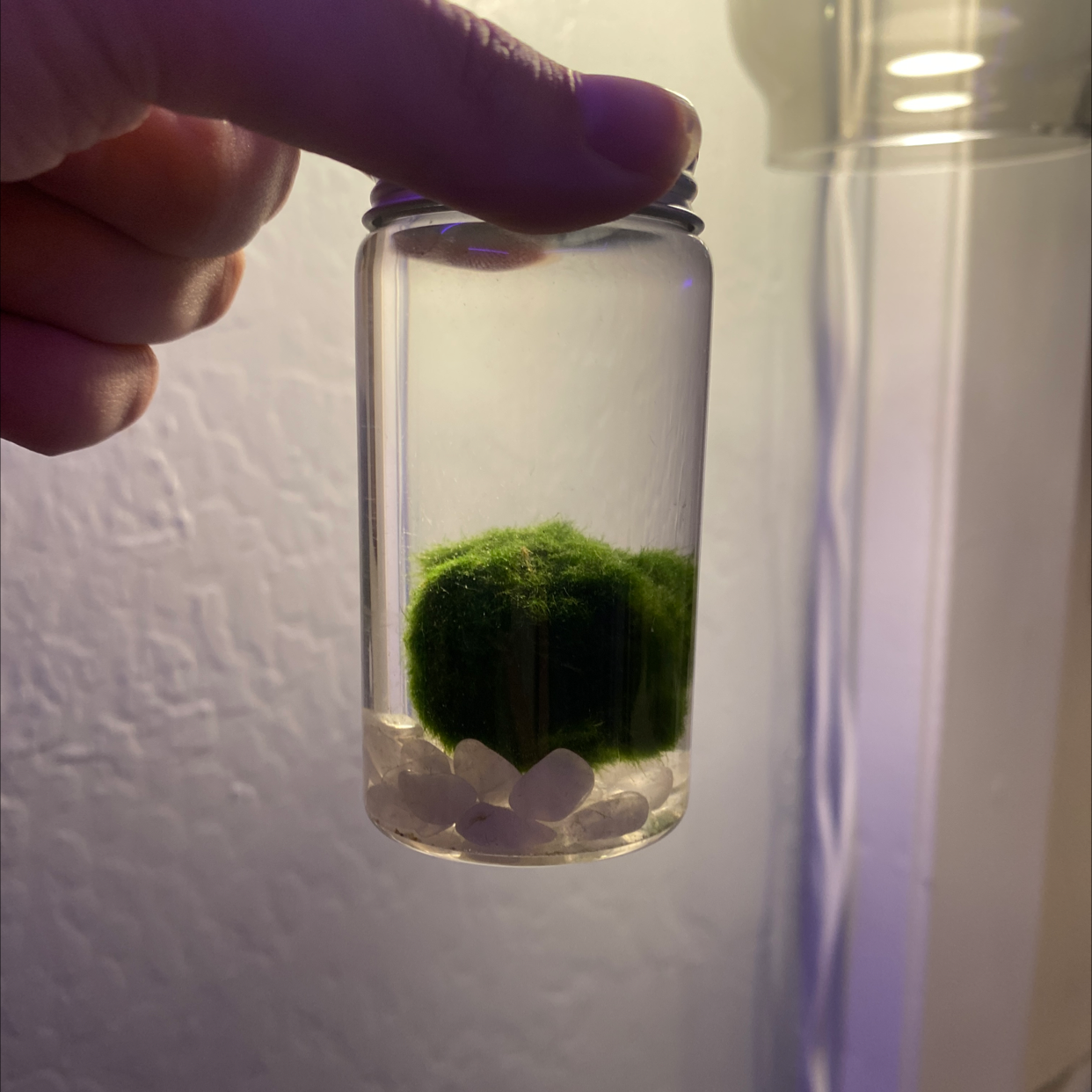10 Benefits of Having a Marimo 💚