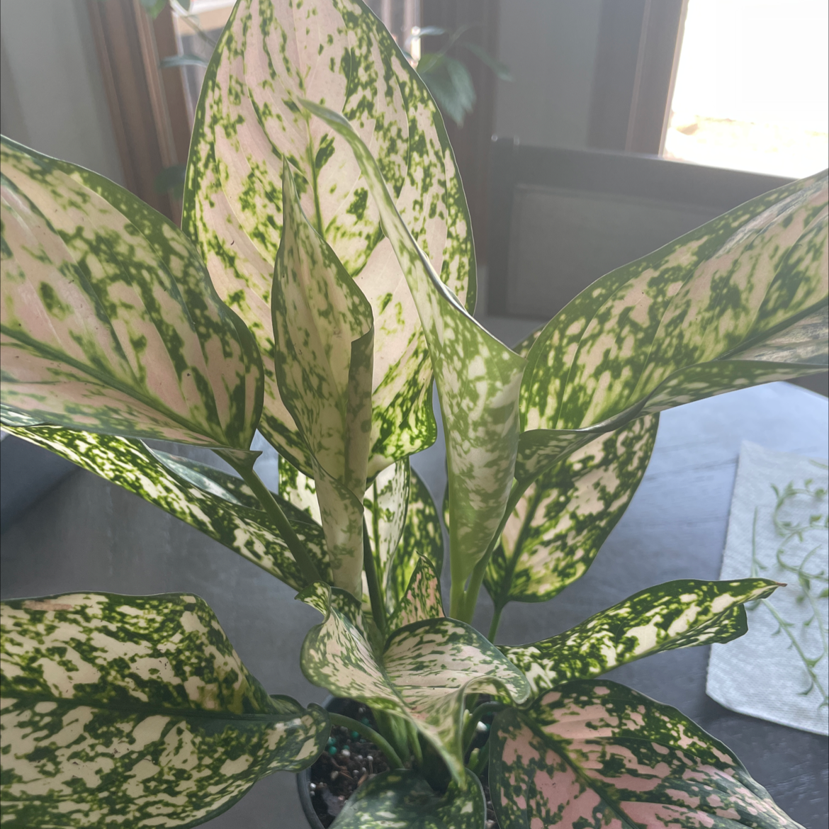 Aggie | A plant by @miaaa on Greg