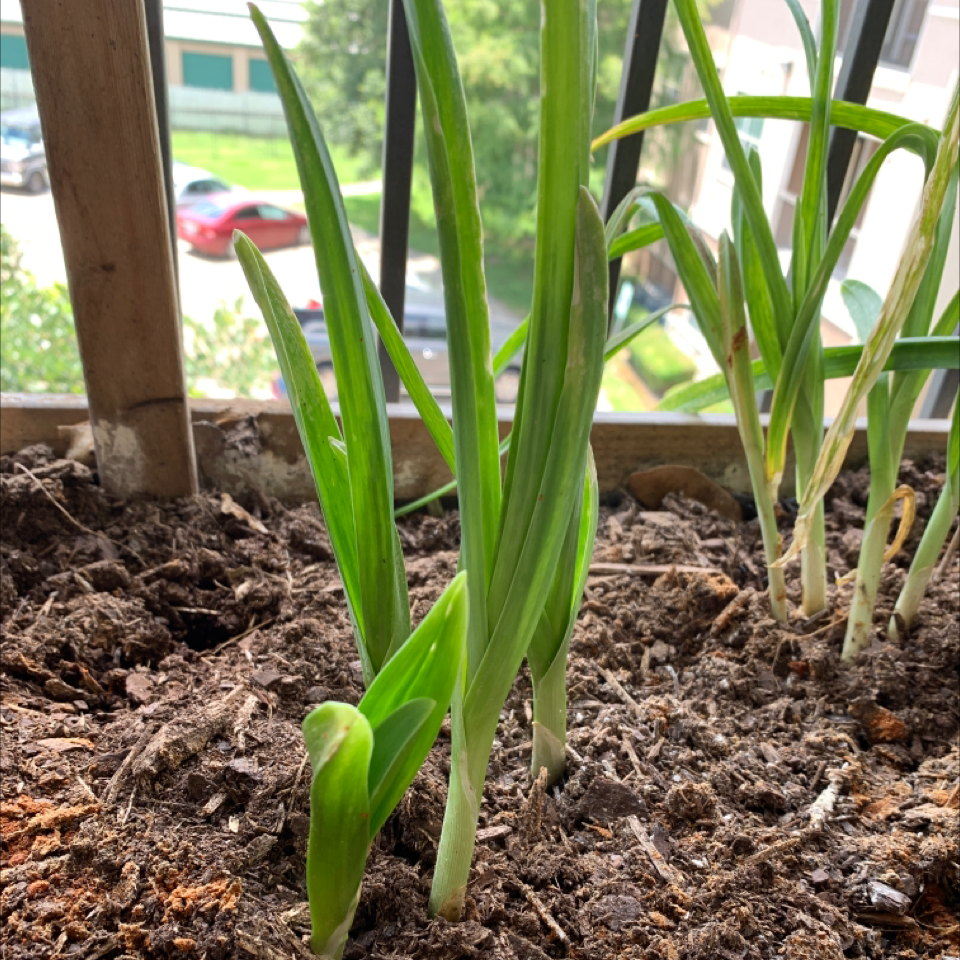 Black Spots on My Wild Leek Leaves