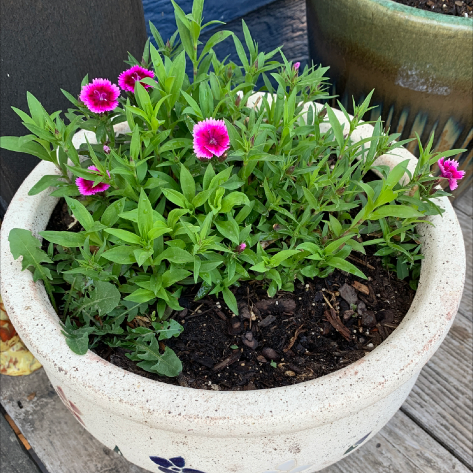 Best Potting Soil Mix for Chinese Pink