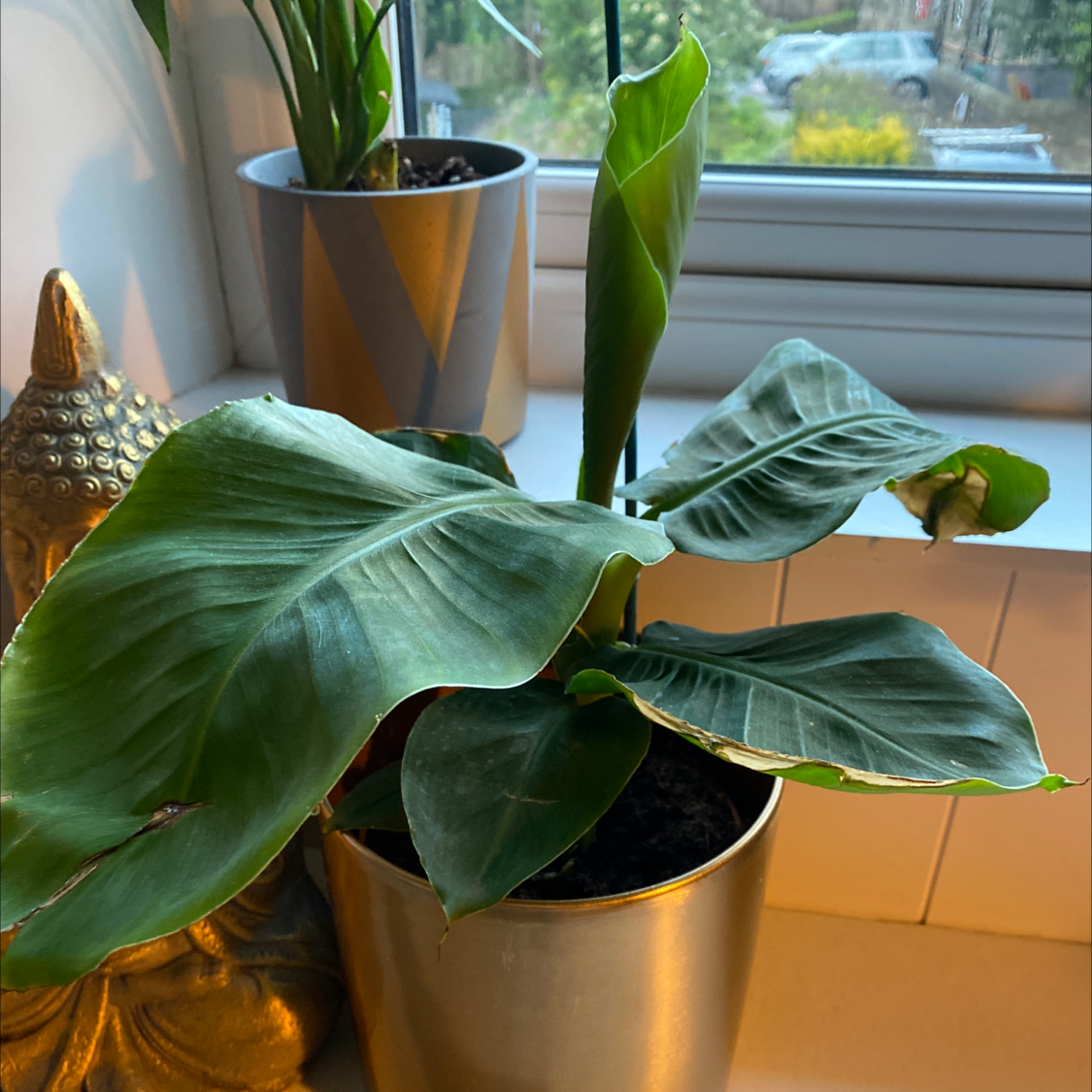 🍌 Why Are My Dwarf Banana Leaves Droopy?