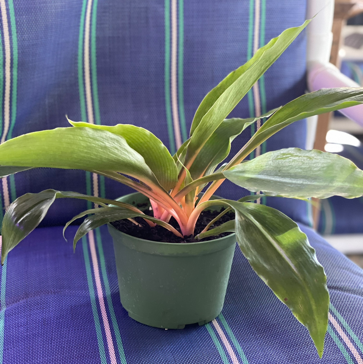 When And Where Should I Trim My Ti Plant?