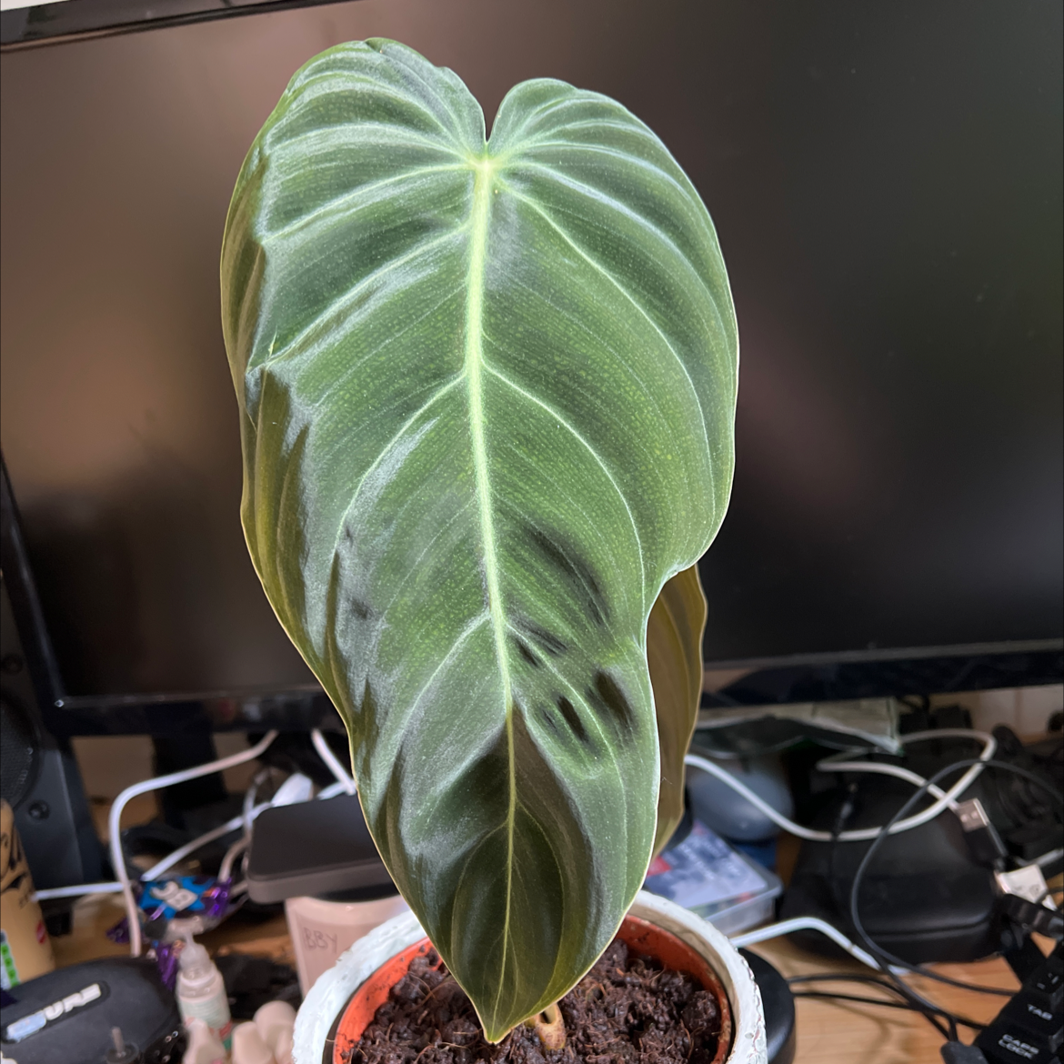 Why Are My Black Gold Philodendron Leaves Droopy?