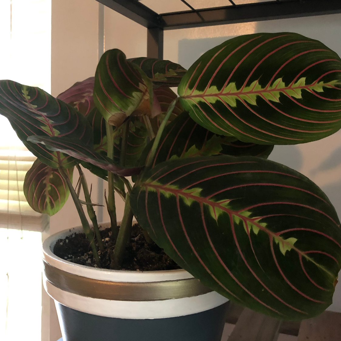 💧 How Do I Cure Red Prayer Plant Root Rot?