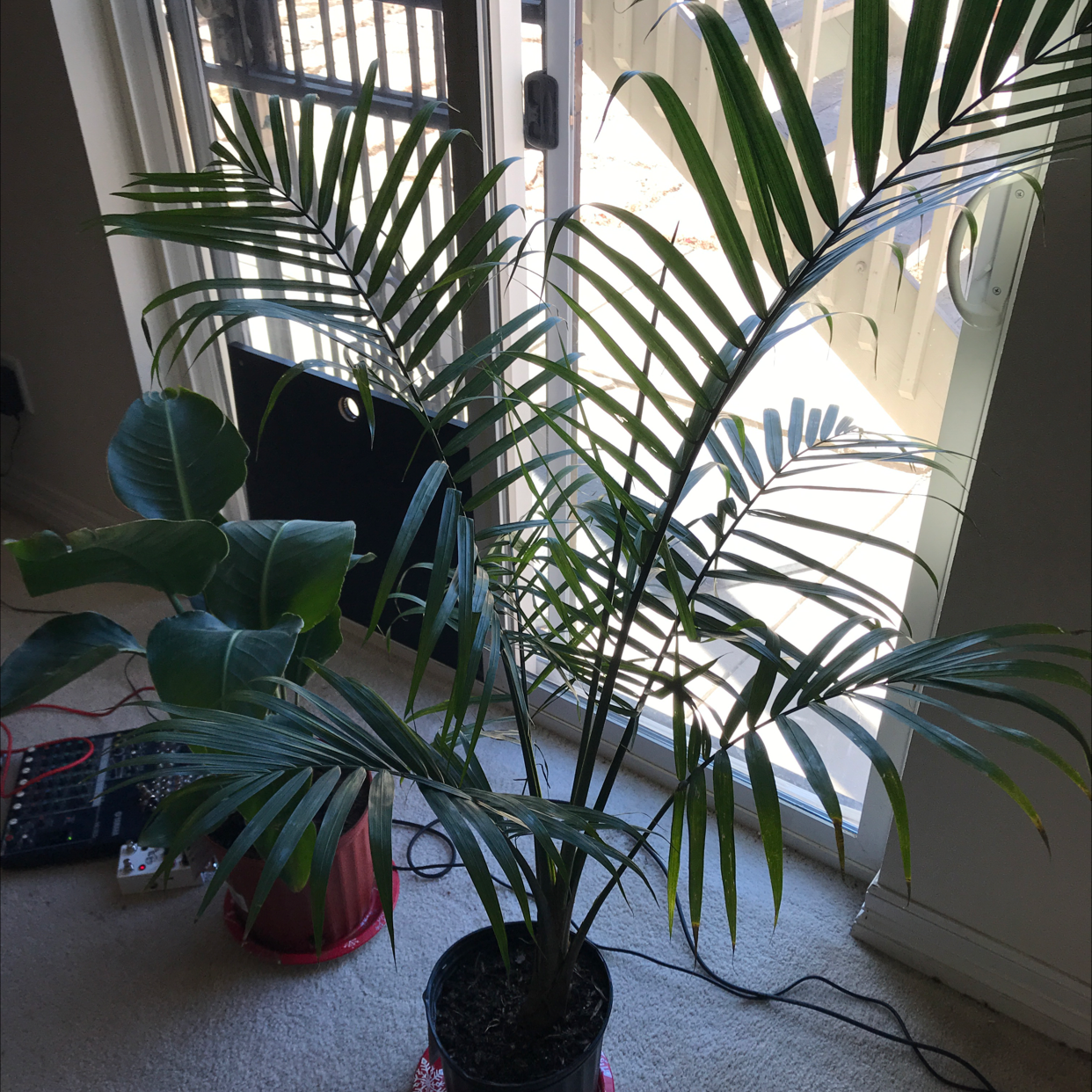 Why Are My Majesty Palm Leaves Droopy? 😔