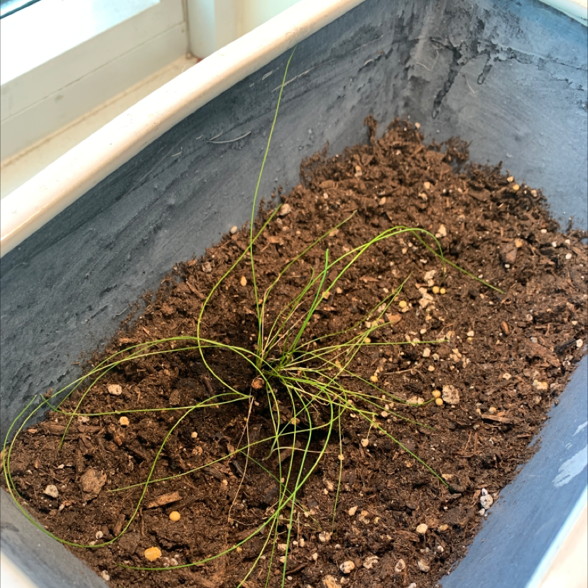 Slender Rush Plant Care: Water, Light, Nutrients | Greg App 🌱