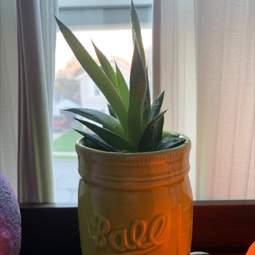 What Temperature Does My Haworthia Alba Need?