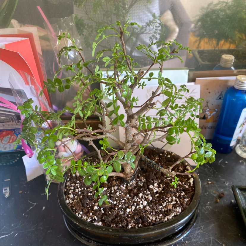 Propagating Wild Lime: The Ultimate Guide