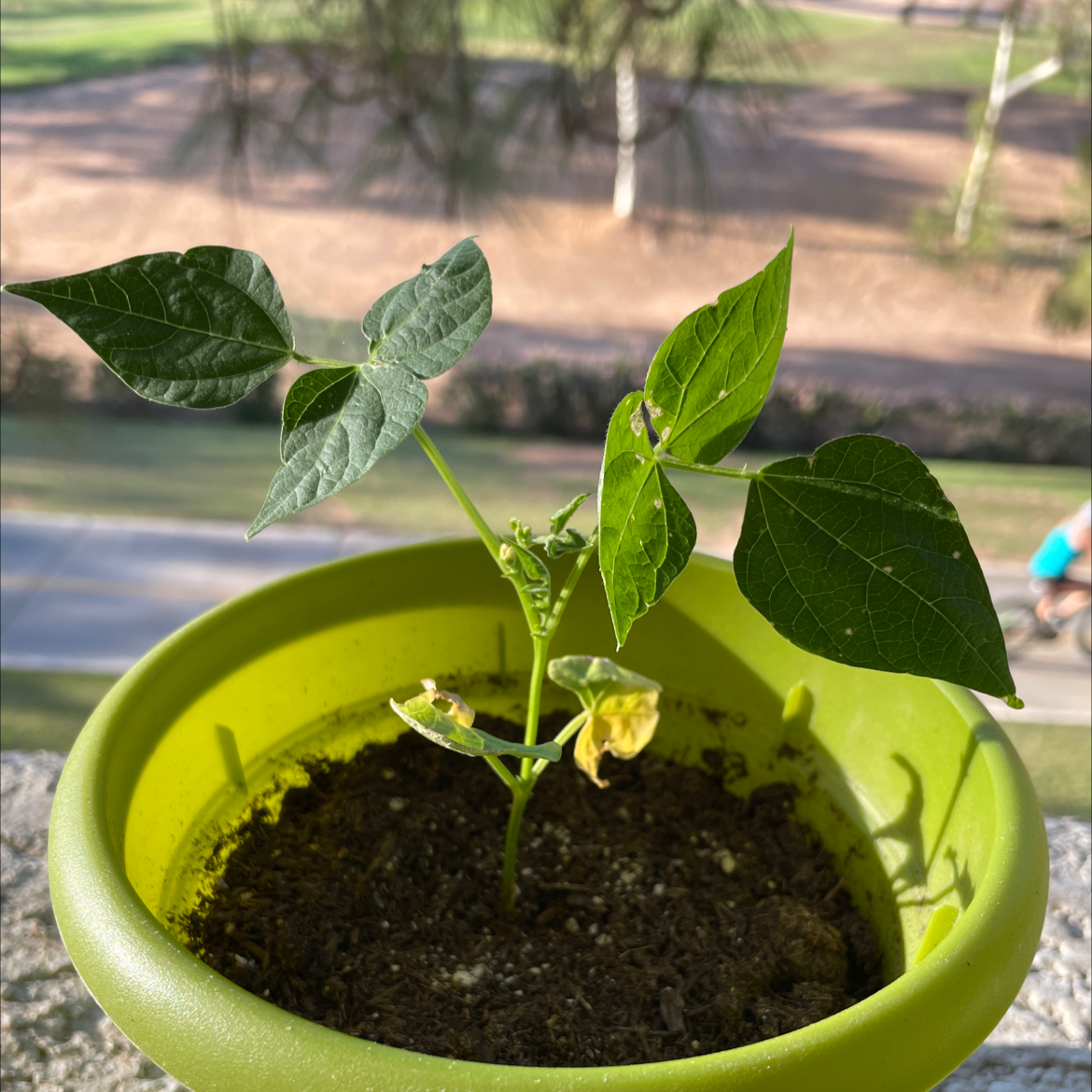 How Do I Cure common bean root rot?