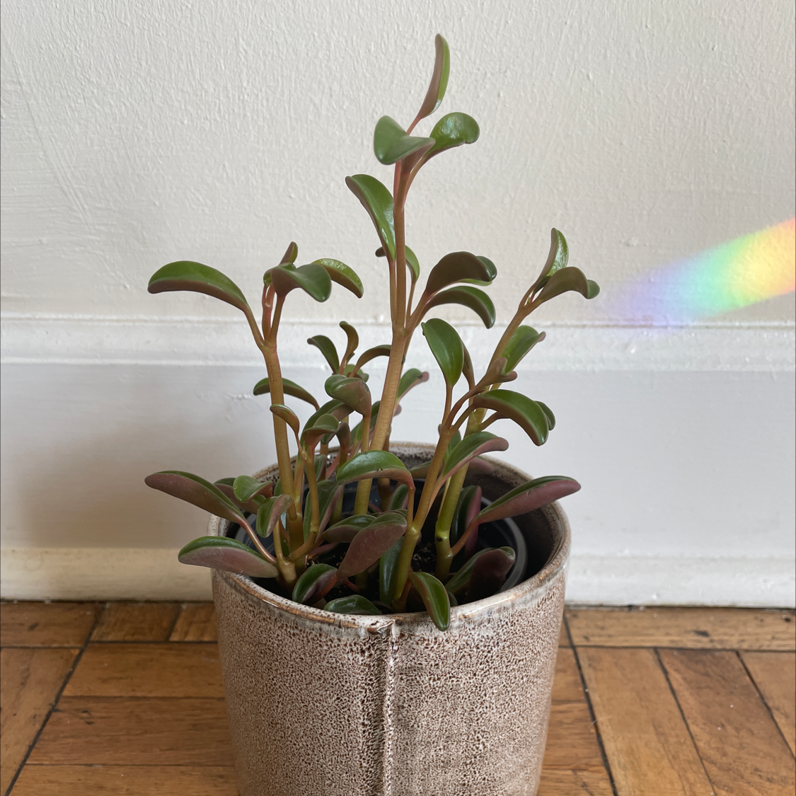 Black Spots on My Peperomia graveolens 'Ruby Glow' Leaves