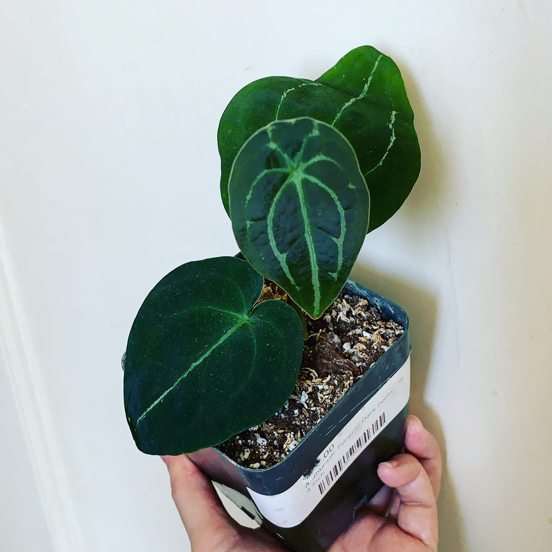 Your Anthurium forgetii's Light Needs