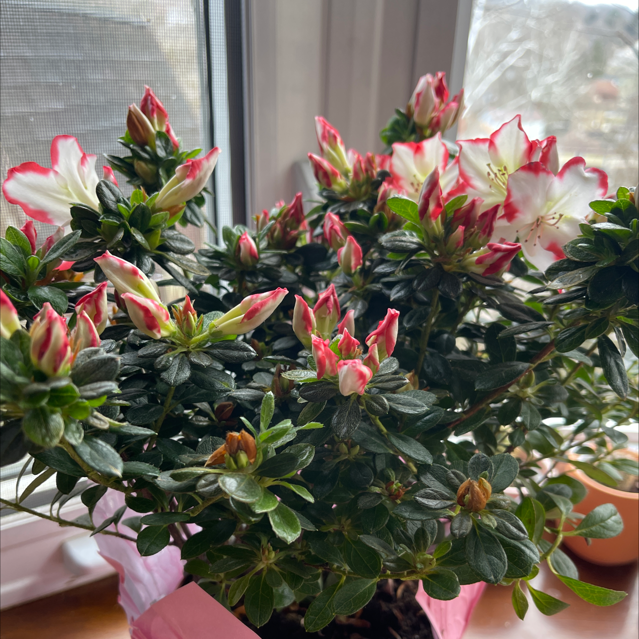 Best Potting Soil Mix for Rhododendron