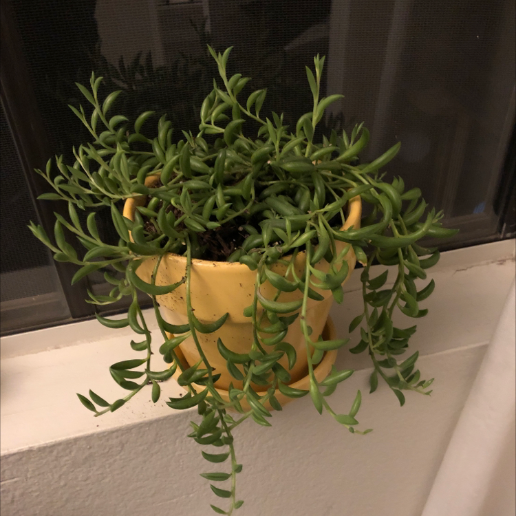 🍌 Why Is My String Of Bananas Dropping Leaves?