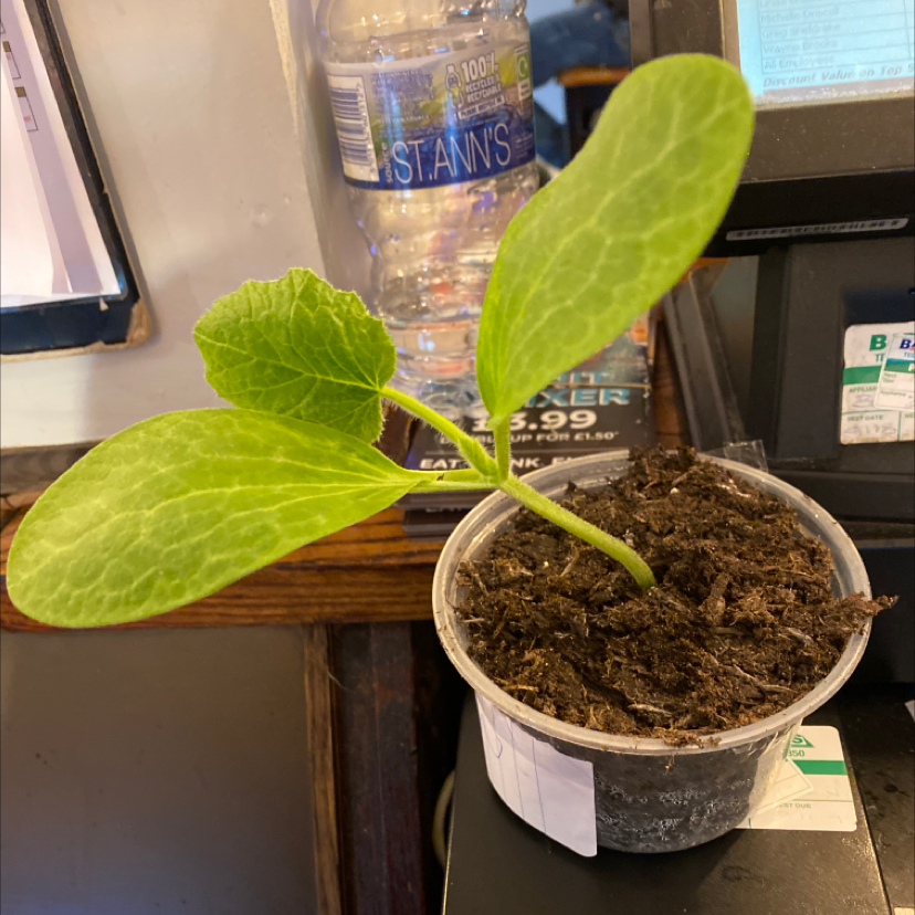 Propagating My Cucumber: Step-by-Step Guide