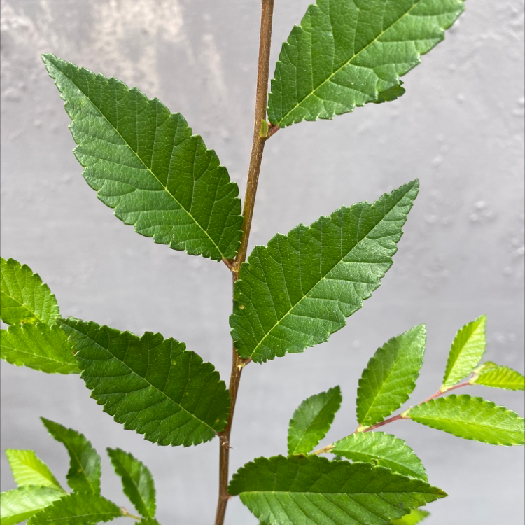 Propagating Your Siberian Elm: Step-by-Step Guide