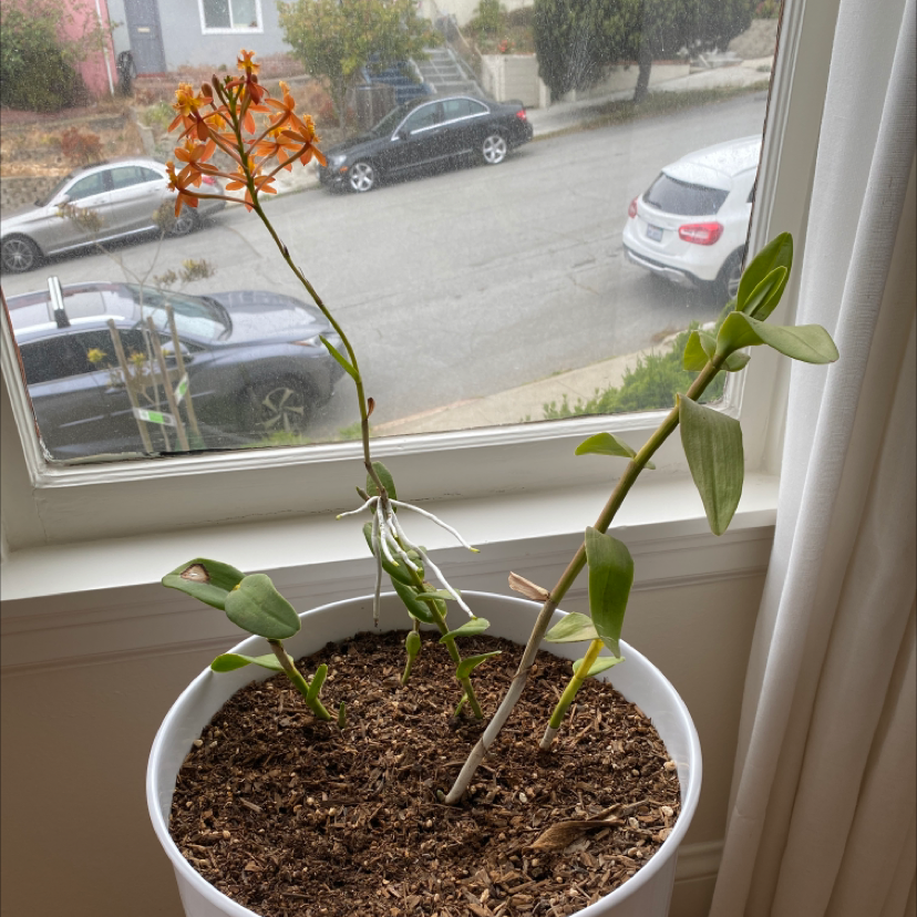 🔥 Why Are My Fire Star Orchid Leaves Curling?