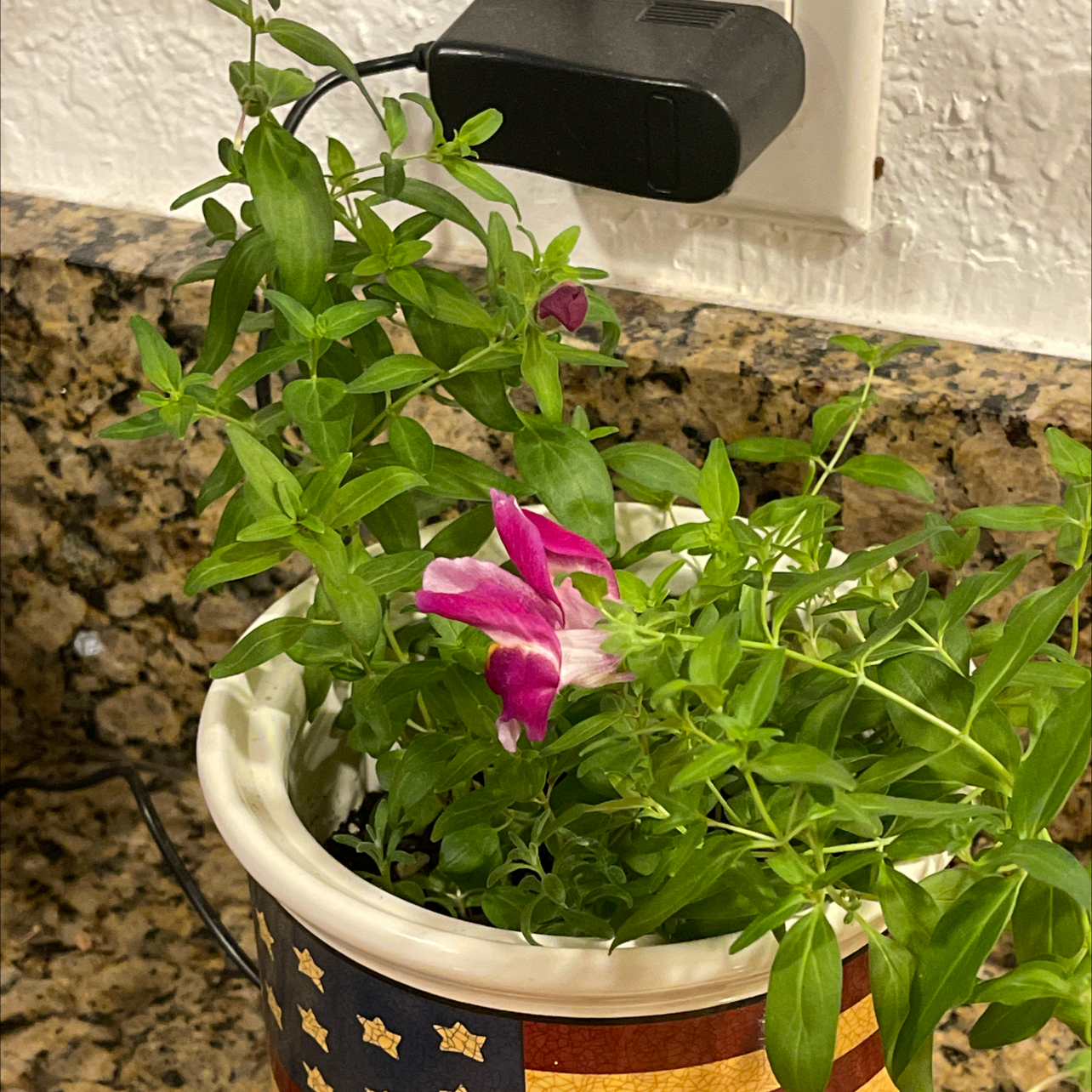 Why Are There Brown Spots on My Common Snapdragon?