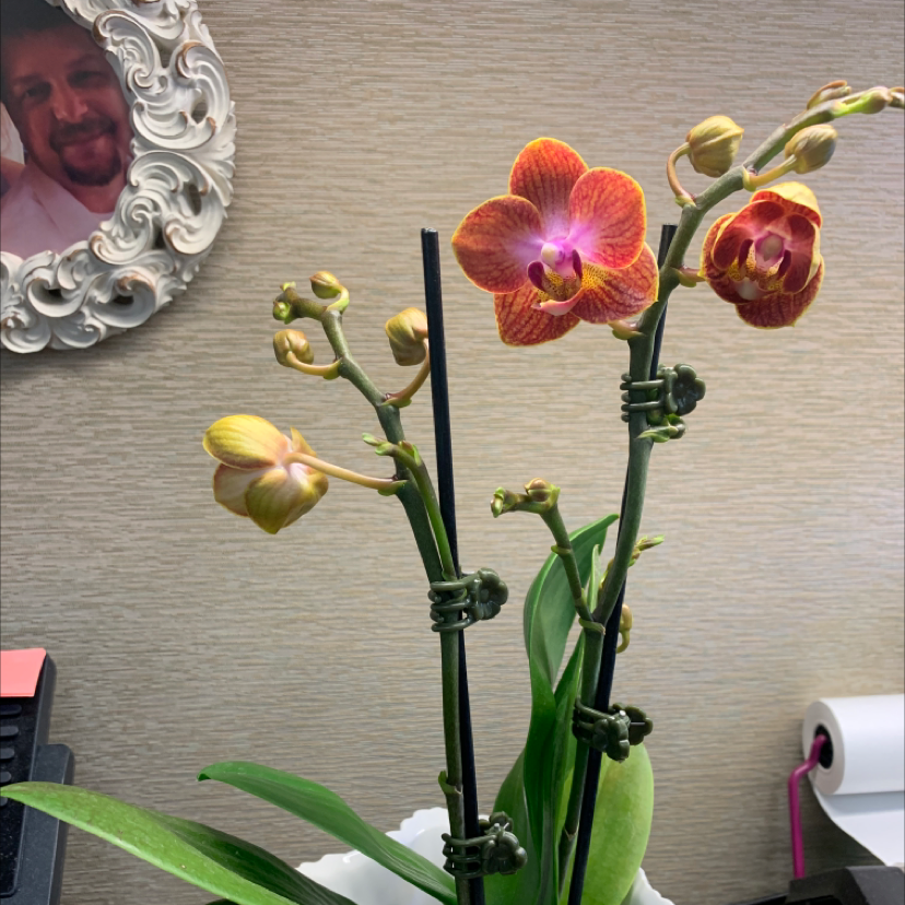 😔 Why Are My Mini Phalaenopsis Orchid Leaves Droopy?