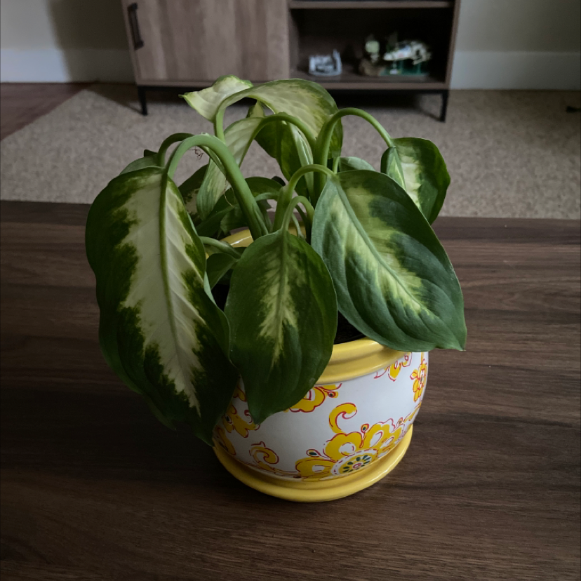 What Do I Do About dieffenbachia 'camille' root rot?