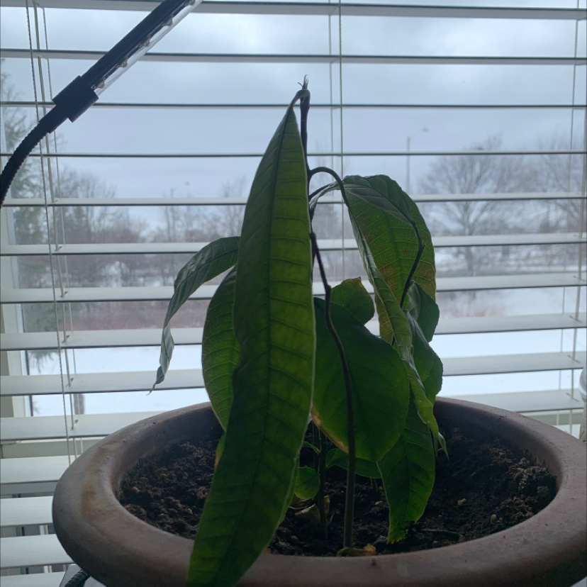 🥭 Propagating Your Mango: Step-by-Step Guide