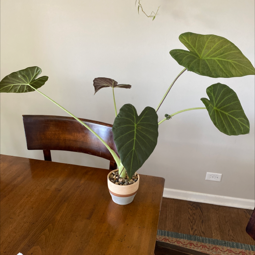 What To Do About Bugs on My Taro? 🐛