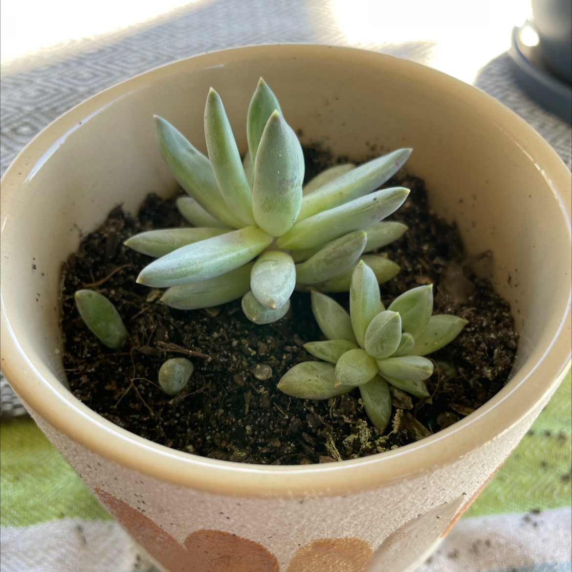 Black Spots on My Graptosedum 'Darley Sunshine' Leaves