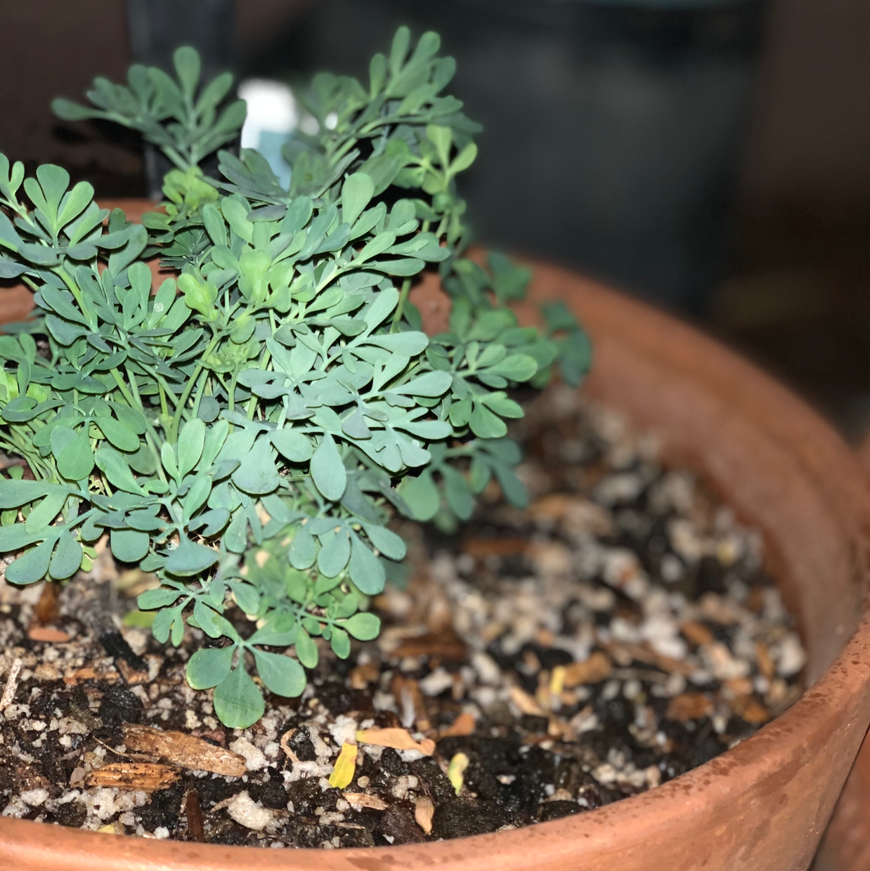 10 Advantages of Having a Common Rue