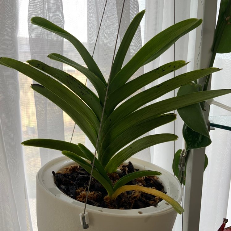 Pachara Delight Blue Orchid Plant Care: Water, Light, Nutrients | Greg ...