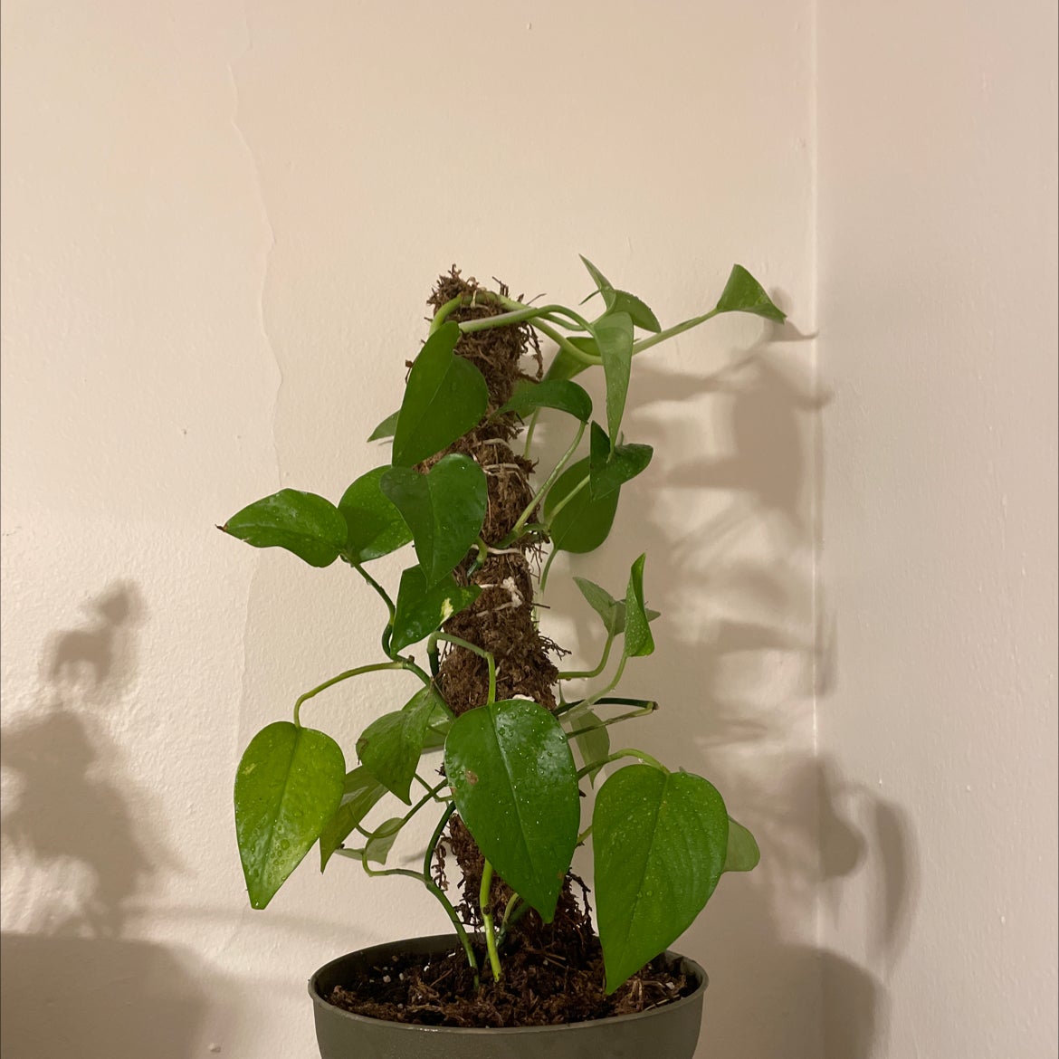 Keep Your Ruby Cascade Alive: Light, Water & Care Instructions